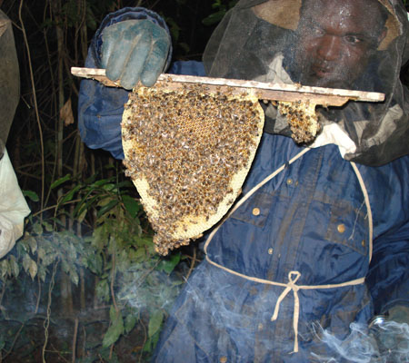Photo Gallery - Beekeeping In Ghana Extra Mile West Africa